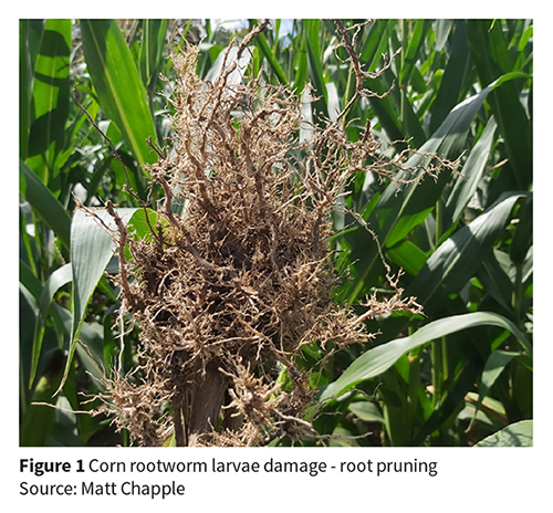 Corn Rootworm Monitoring
